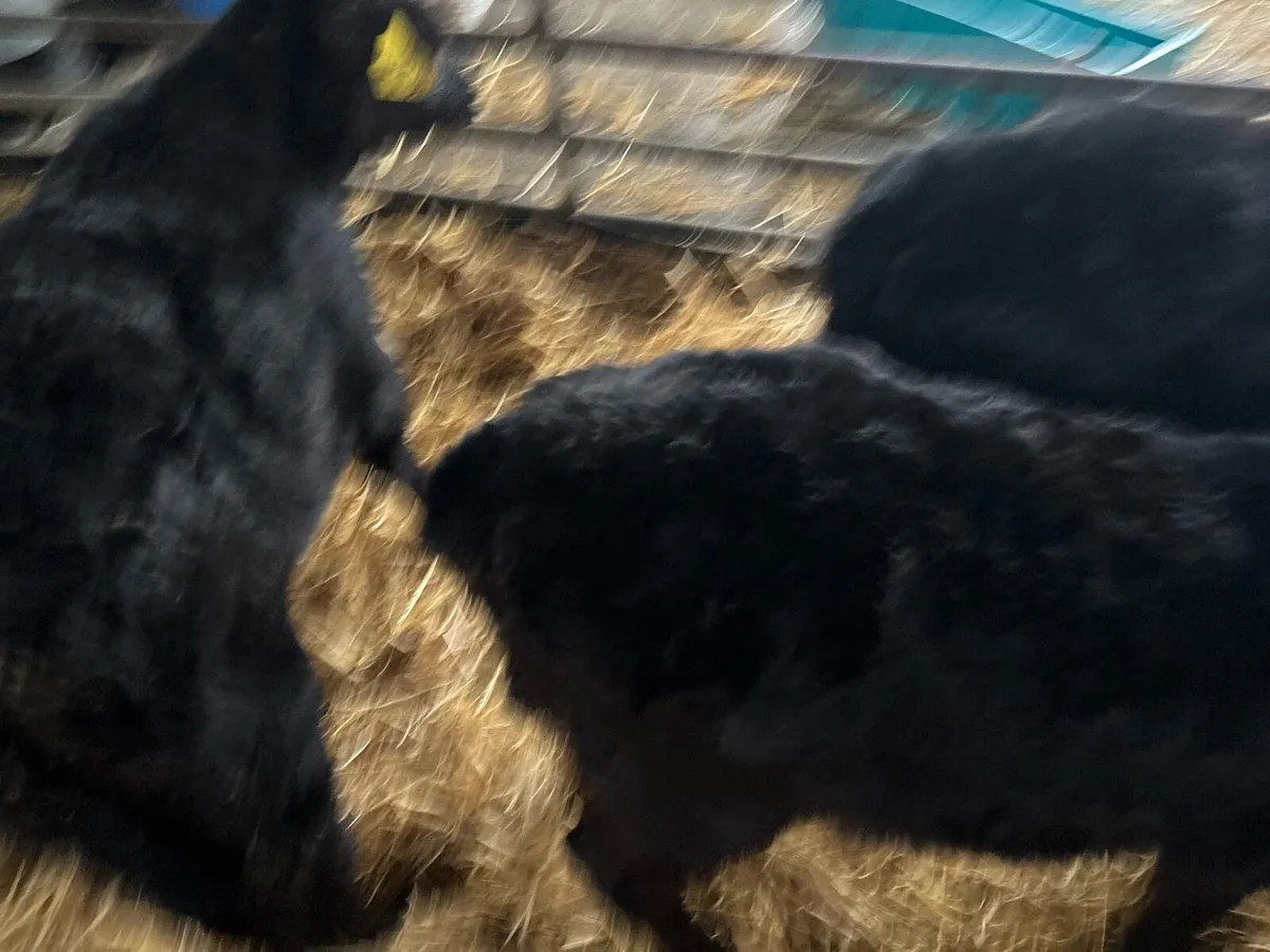 3 super Angus strong heifer calf’s for sale in Co. Westmeath for €480 ...