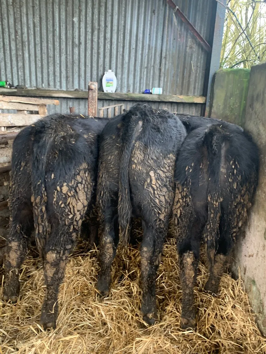 5 Super Quality ANGUS Bullocks For sale for sale in Co. Galway for € ...