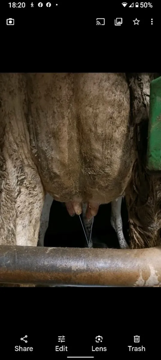 foster cow SOLD for sale in Co. Galway for €1,700 on DoneDeal