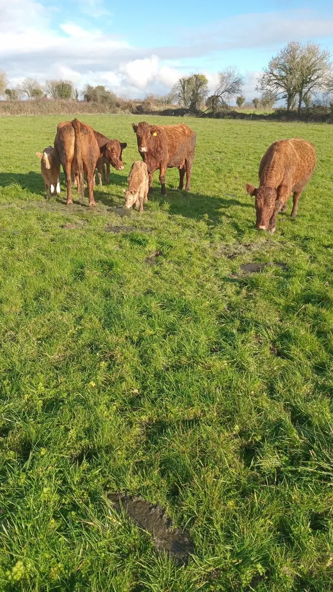 Cows for sale in Co. Clare for €7,000 on DoneDeal