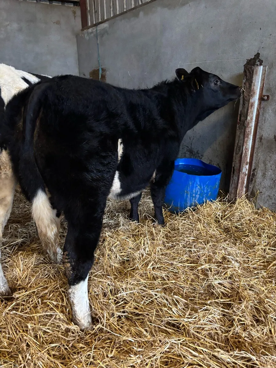 ⭐️⭐️Breeding heifer for sale ⭐️⭐️ for sale in Co. Galway for €2,050 on ...