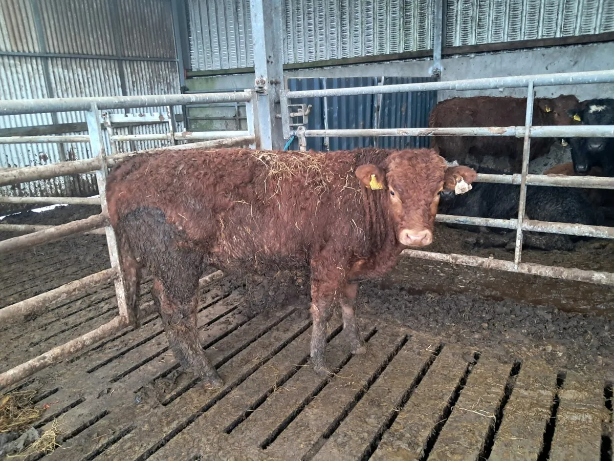 Organic Bullocks & Heifers for sale in Co. Roscommon for €2,200 on DoneDeal
