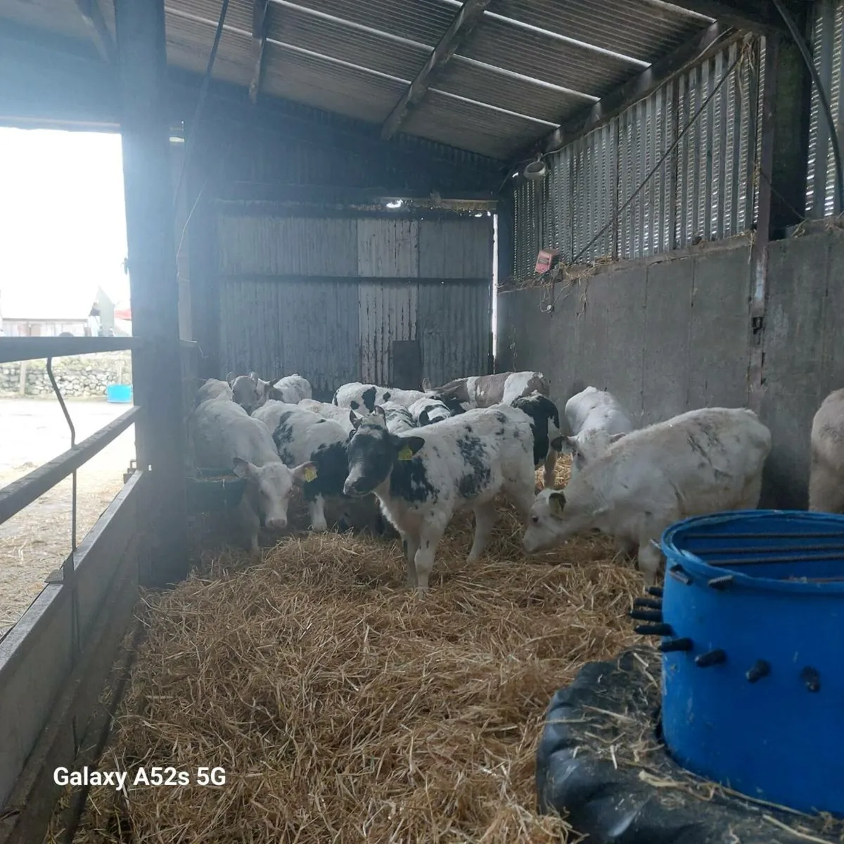 Suck calves for sale in Co. Sligo for €1,234 on DoneDeal