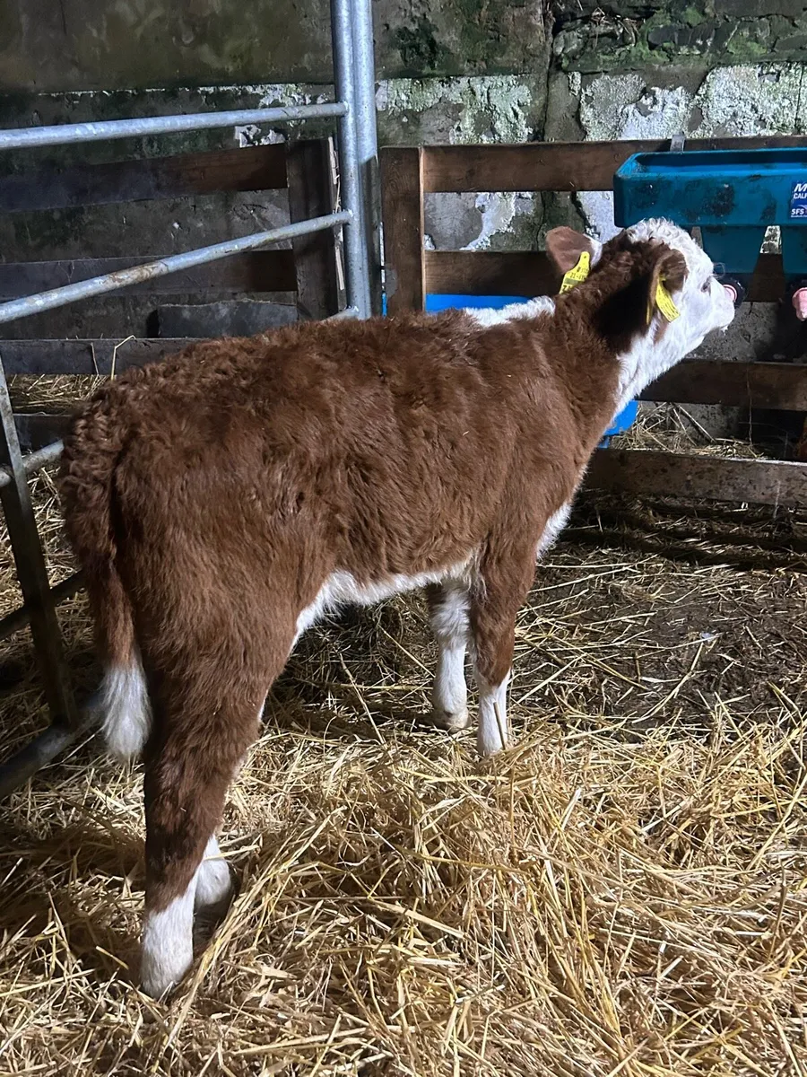 2 Super Strawberry red white heifer calves for sale in Co. Clare for € ...