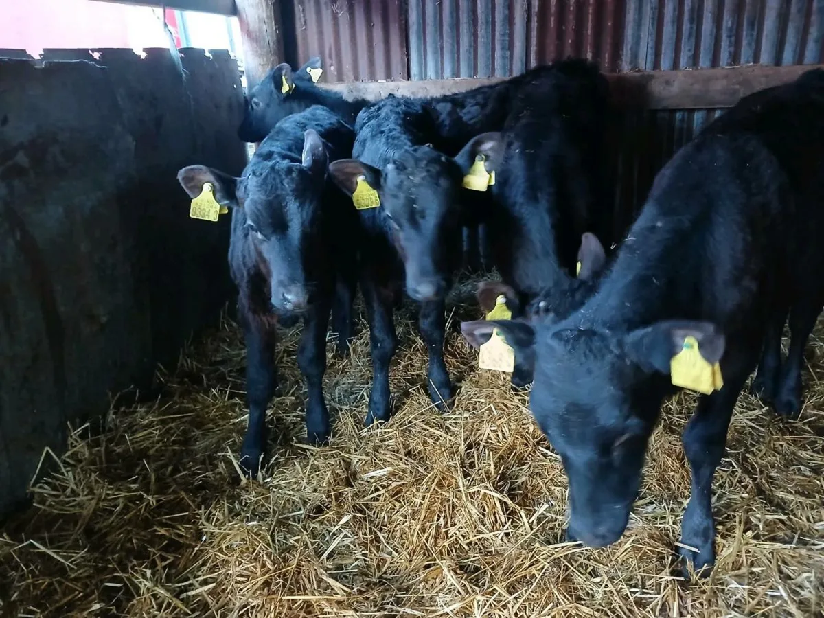 AA and sal heifer's weaned for sale in Co. Tyrone for £1,234 on DoneDeal