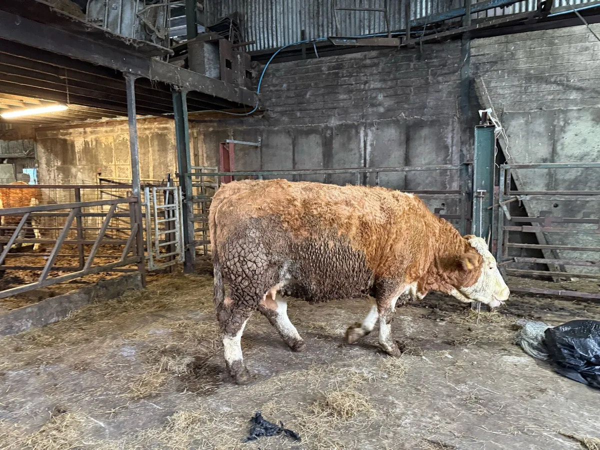 Bull and Springing heifers for sale for sale in Co. Derry for £12,345 ...