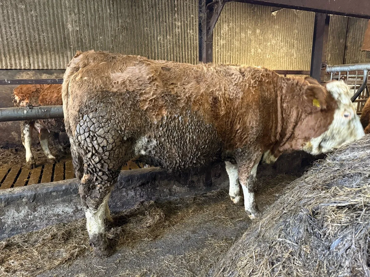 Bull and Springing heifers for sale for sale in Co. Derry for £12,345 ...