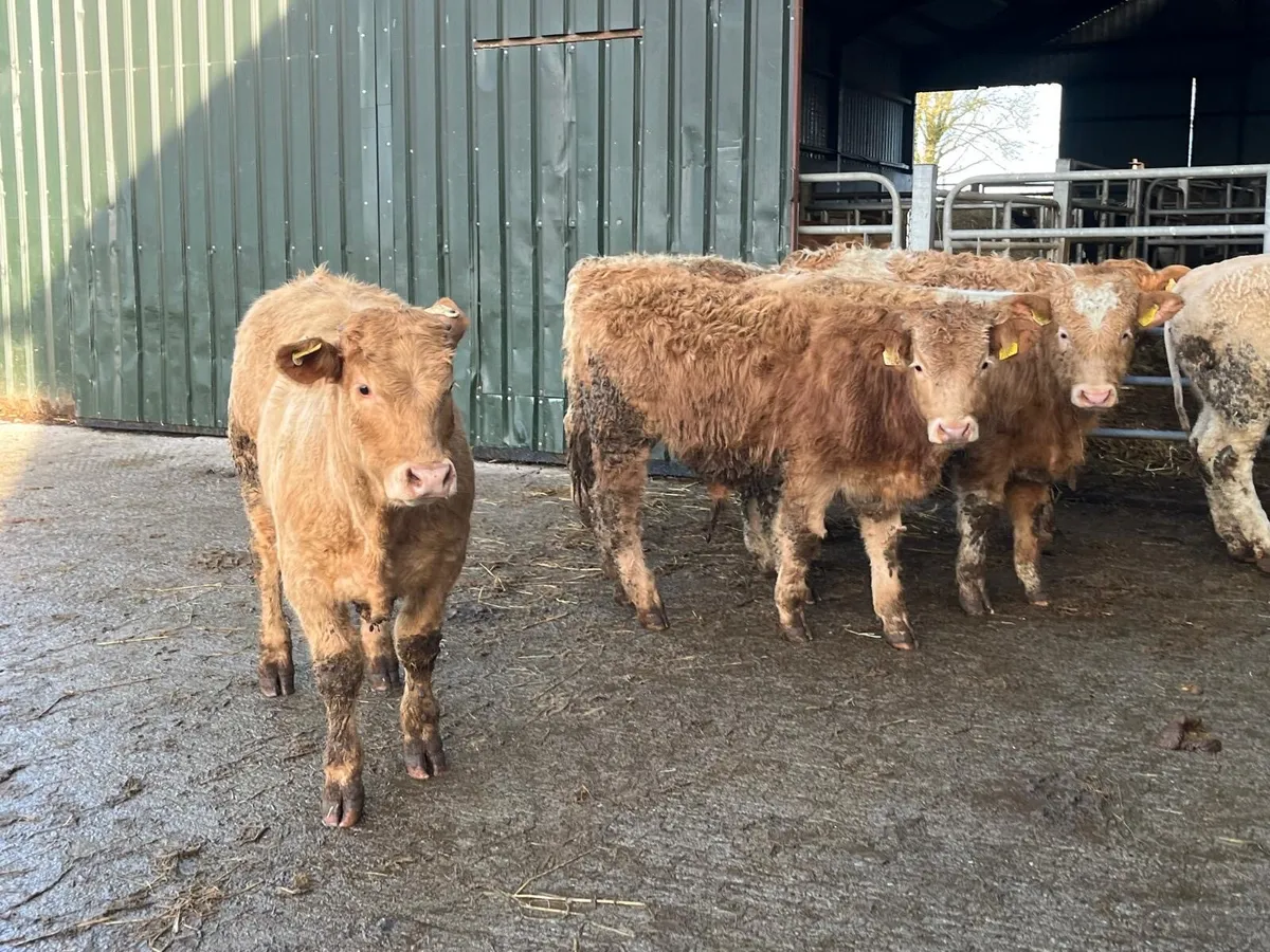 7 super orange charlaois 350 kg bullocks for sale in Co. Westmeath for ...