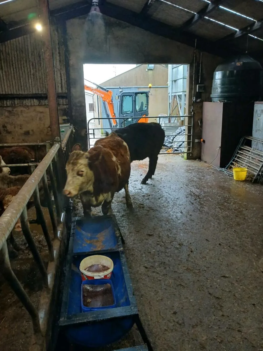 7 super springing heifers for sale in Co. Tyrone for £1,111 on DoneDeal