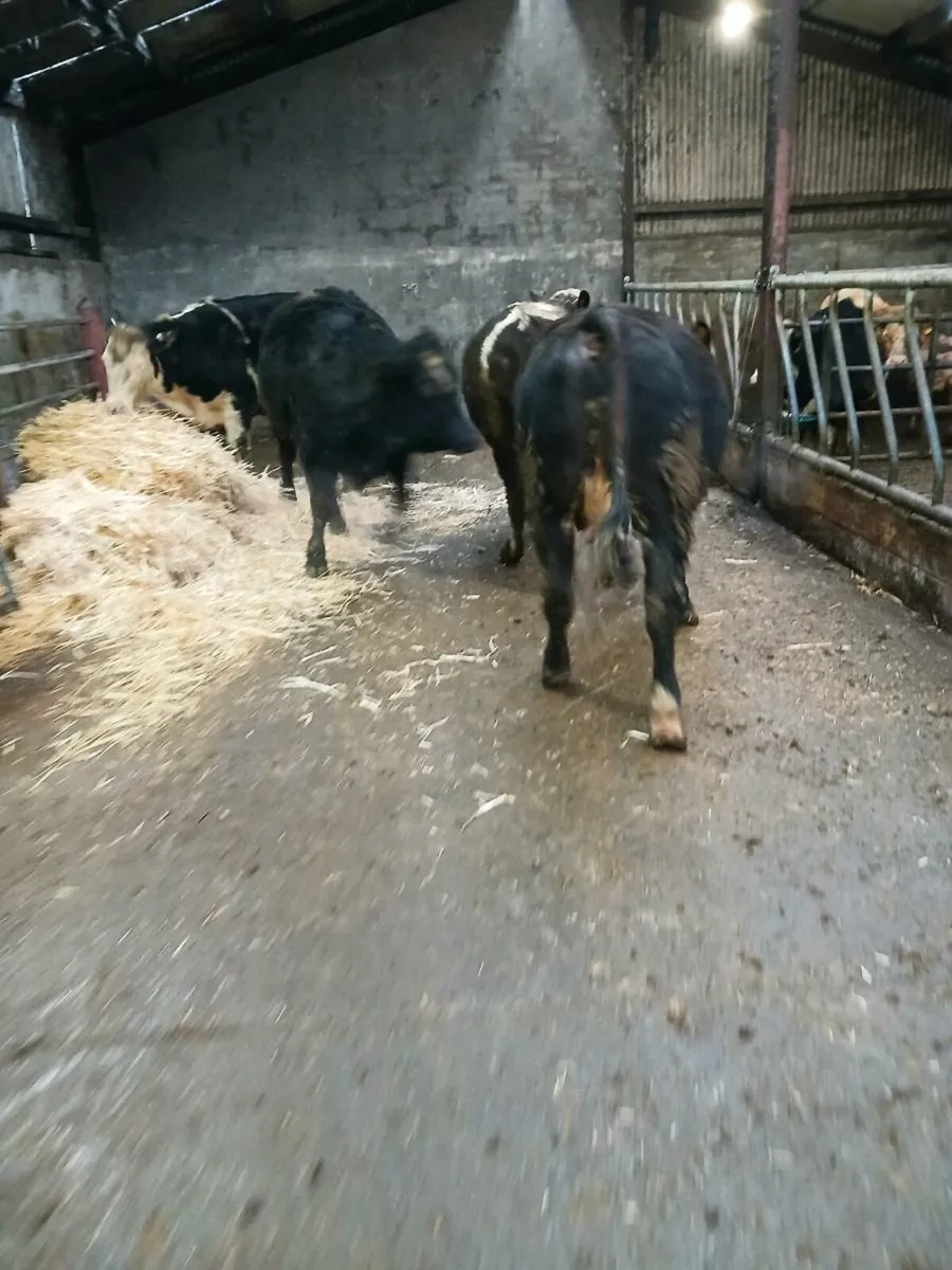 7 super springing heifers for sale in Co. Tyrone for £1,111 on DoneDeal