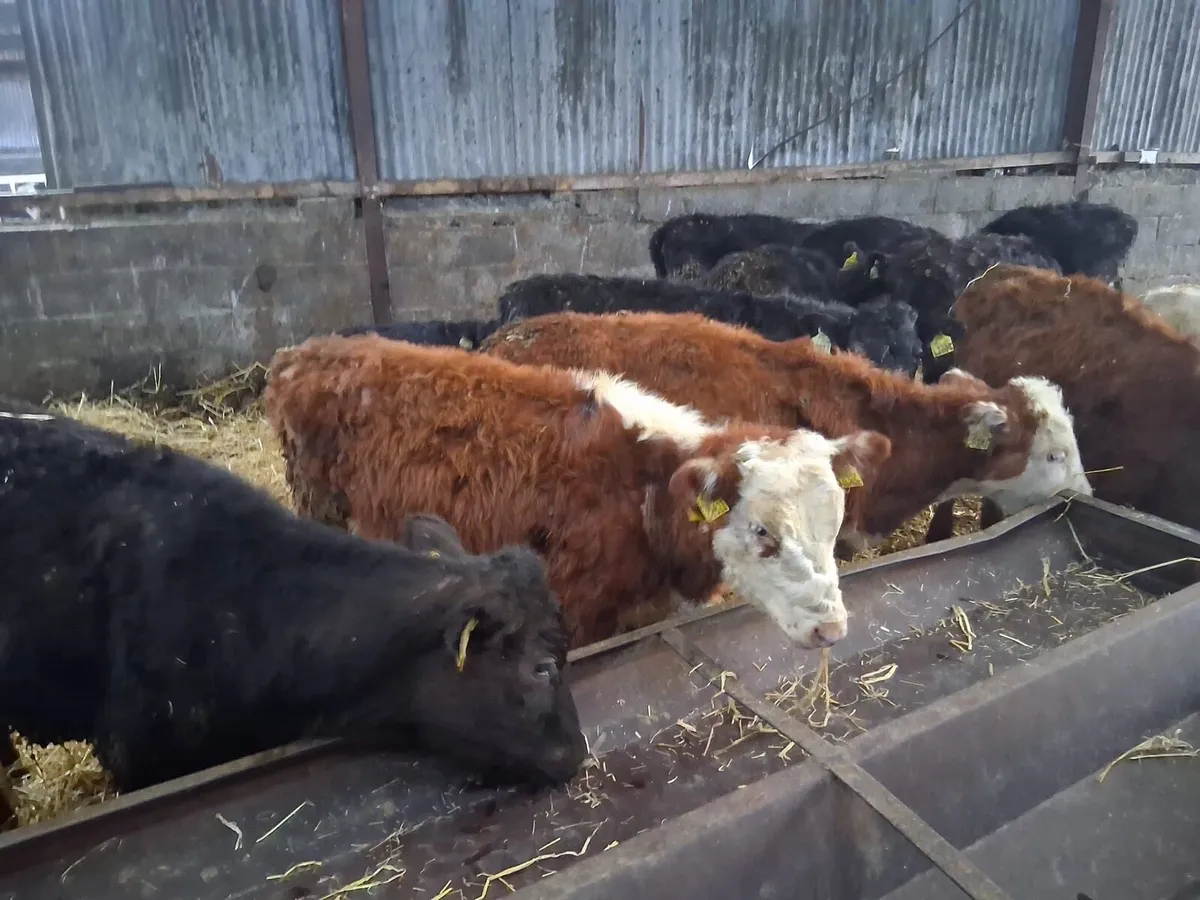 24 Heifer Weanlings for sale in Co. Limerick for €900 on DoneDeal