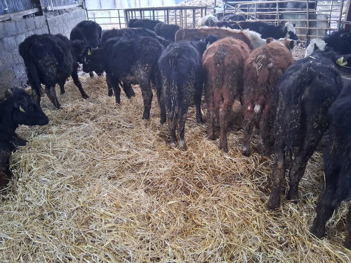 24 Heifer Weanlings for sale in Co. Limerick for €900 on DoneDeal