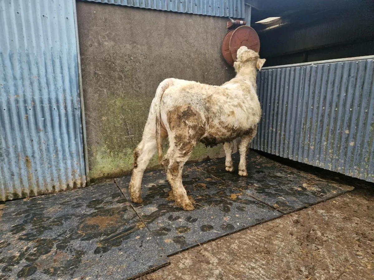 Breeding heifer Pedigree Registered for sale in Co. Mayo for €2,425 on ...