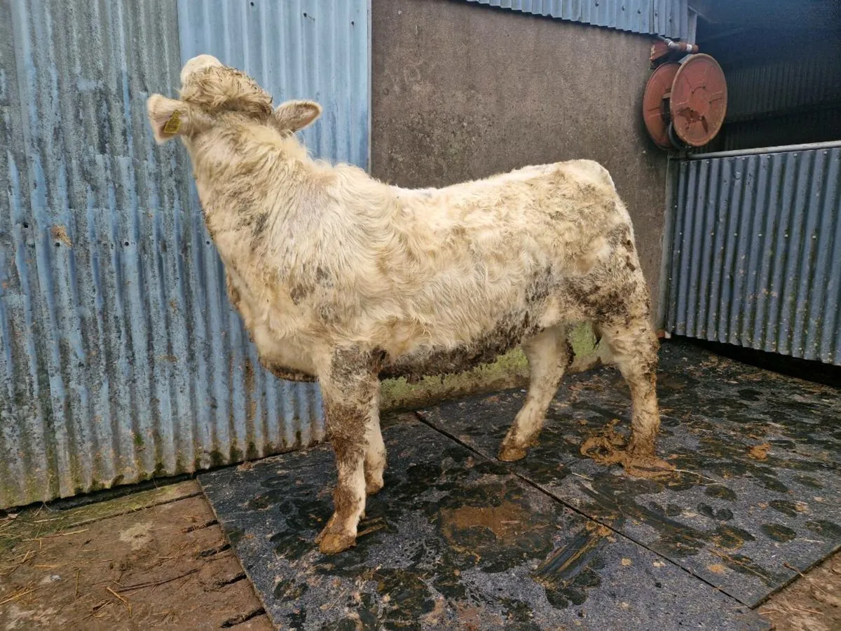 Breeding heifer Pedigree Registered for sale in Co. Mayo for €2,425 on ...