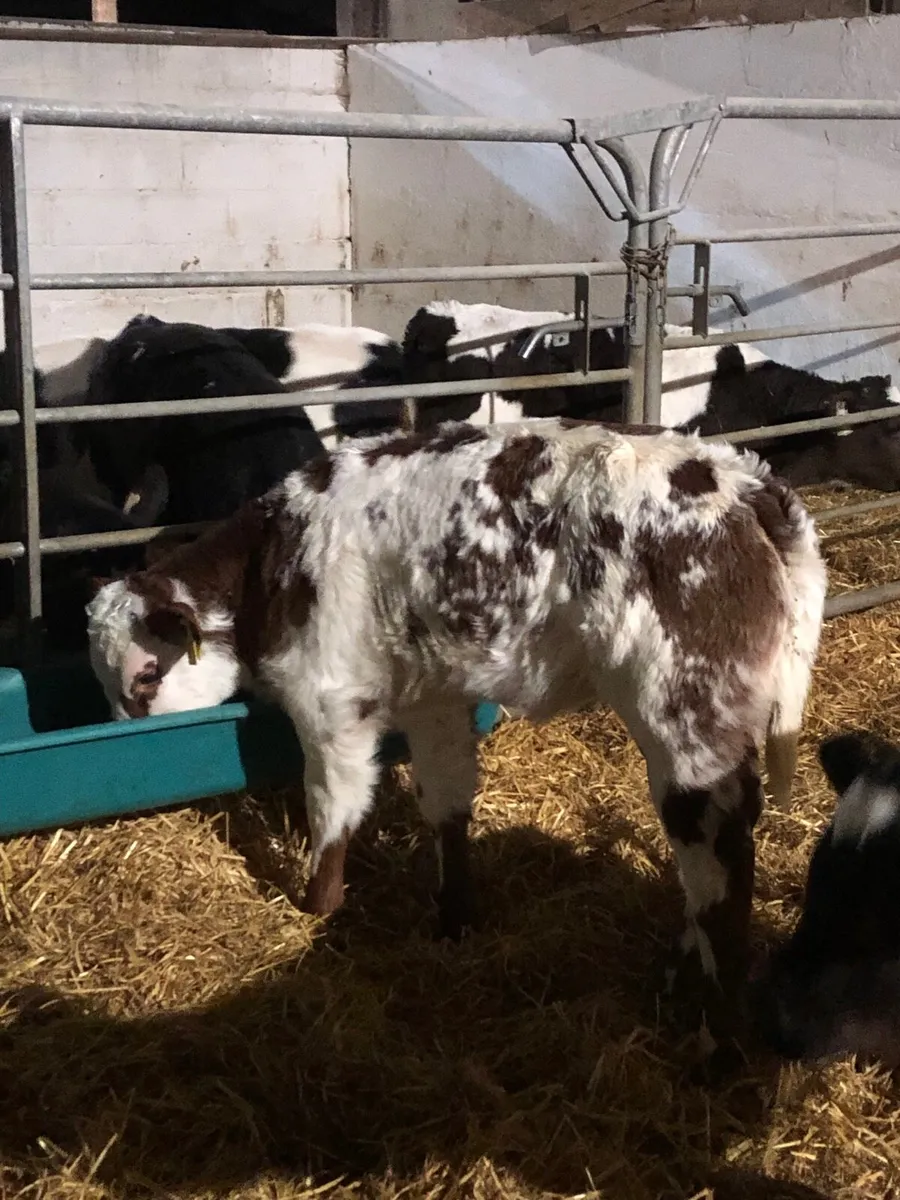 Red Belgian Blue heifer calf for sale in Co. Meath for €12,345 on DoneDeal