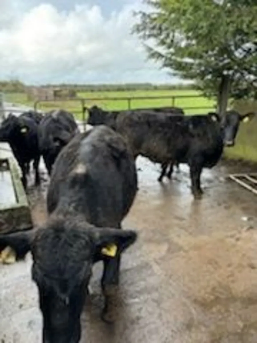 Livestock for sale in Co. Limerick for €2,400 on DoneDeal