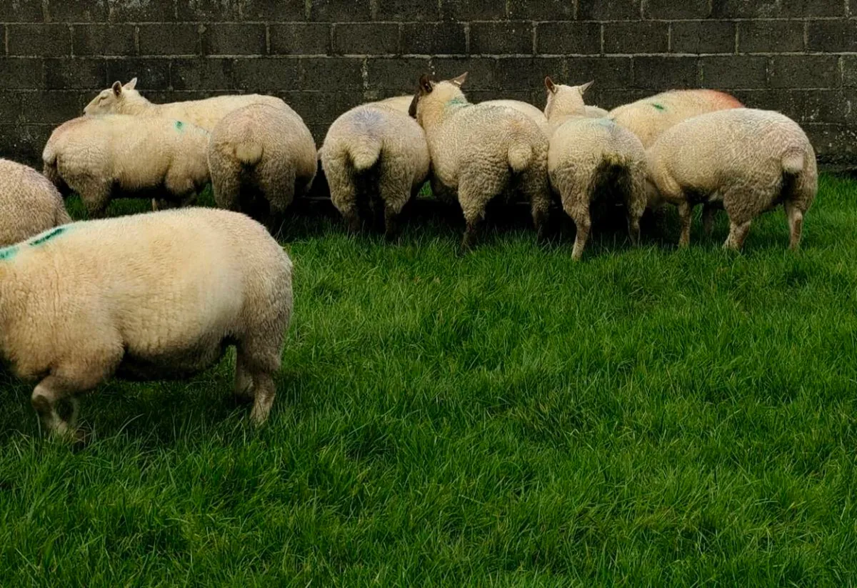 In Lamb Ewes for sale in Co. Carlow for €350 on DoneDeal