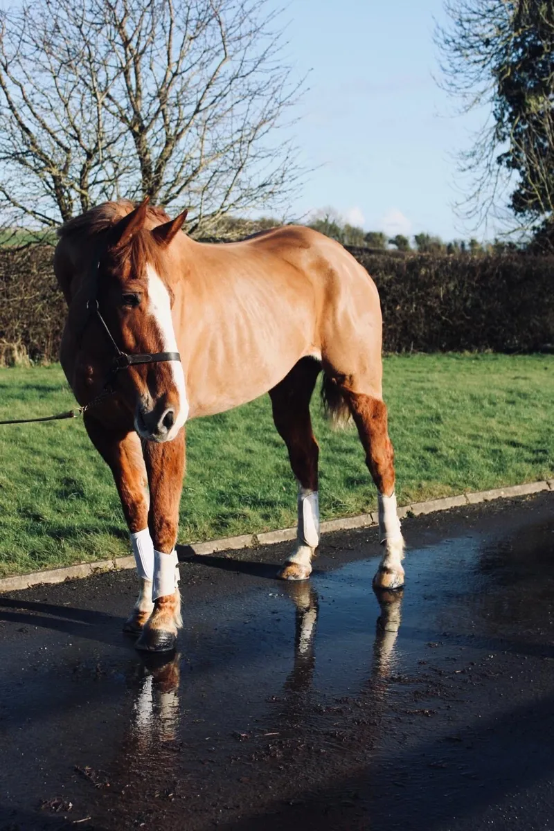 Sales photography for sale in Co. Limerick for €75 on DoneDeal