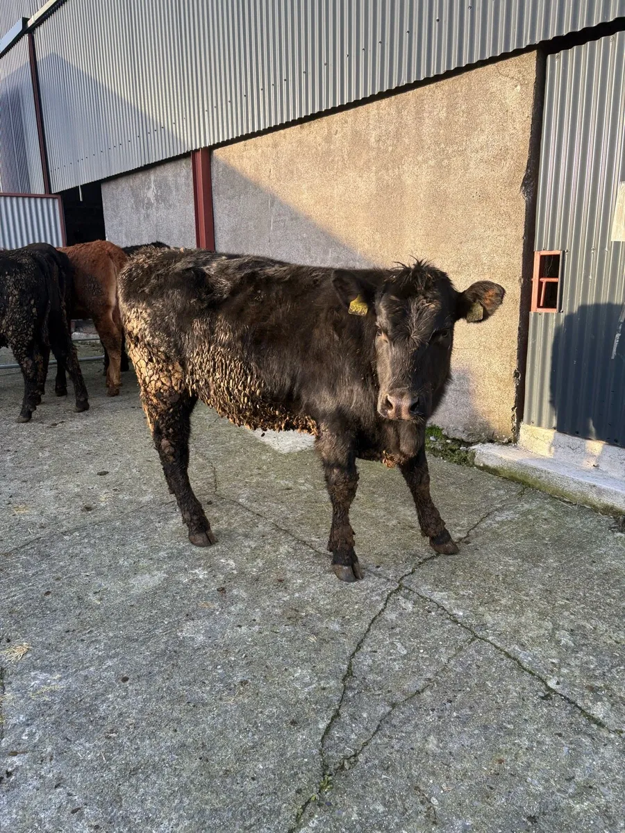 Angus lmx heifers for sale in Co. Mayo for €1 on DoneDeal