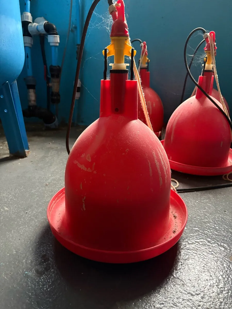 Poultry Equipment for sale in Co. Tyrone for €10 on DoneDeal