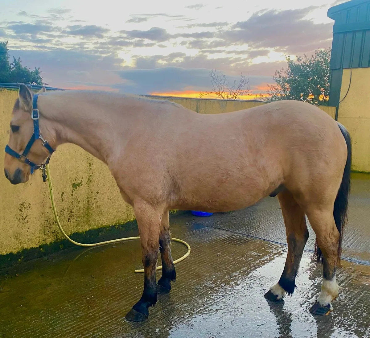 Buzz 143cm 4 year old Connemara cross for sale in Co. Louth for £1,234 ...