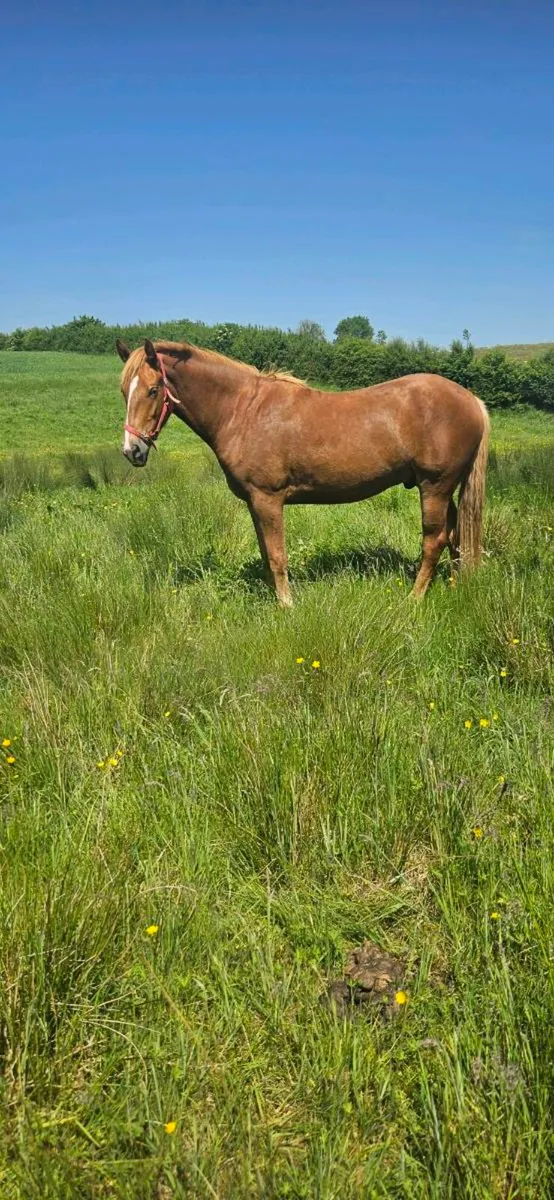 Irish draught gelding for sale in Westmeath for €4,750 on DoneDeal