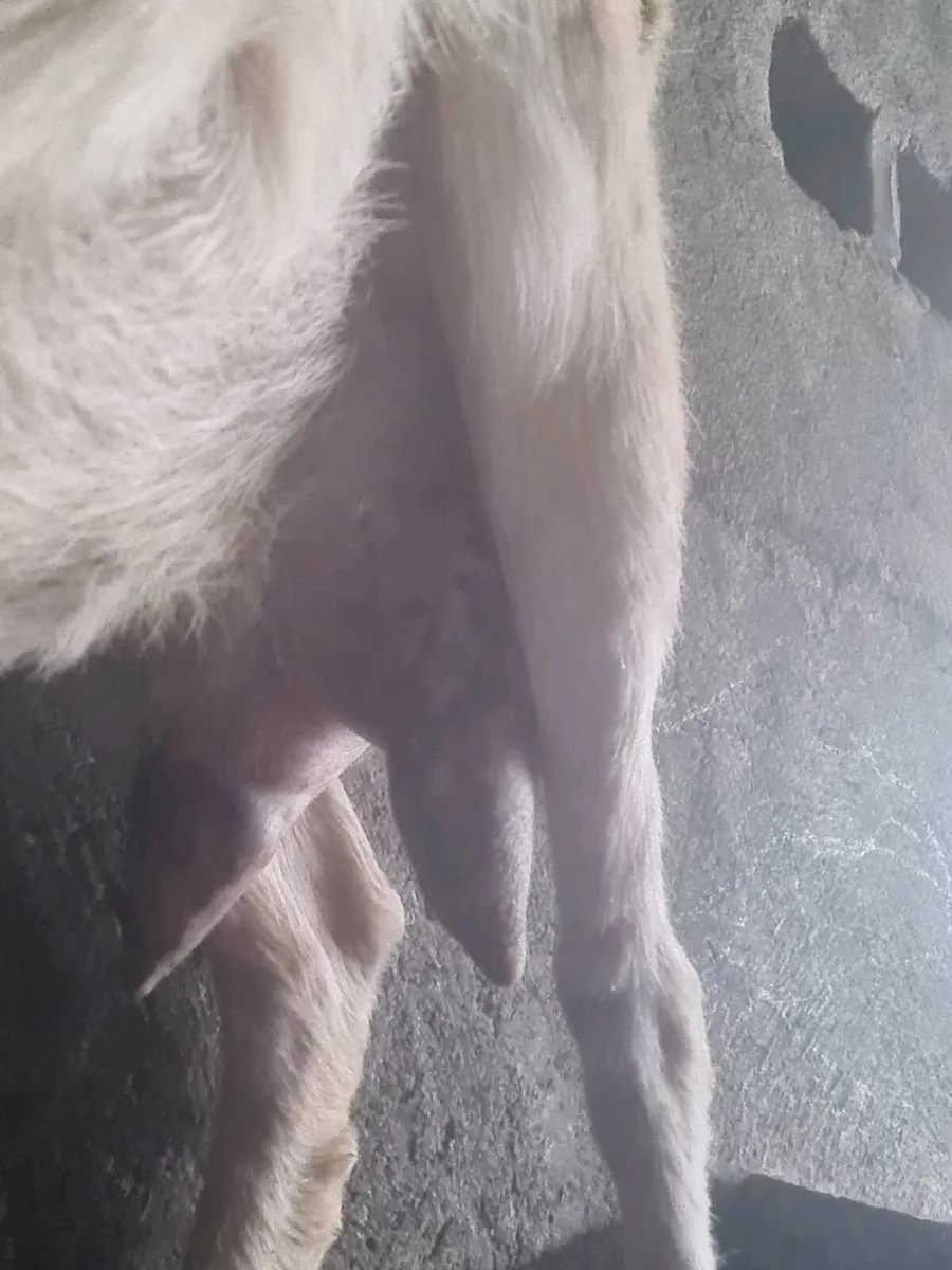 Milking goat for sale in Roscommon for €275 on DoneDeal