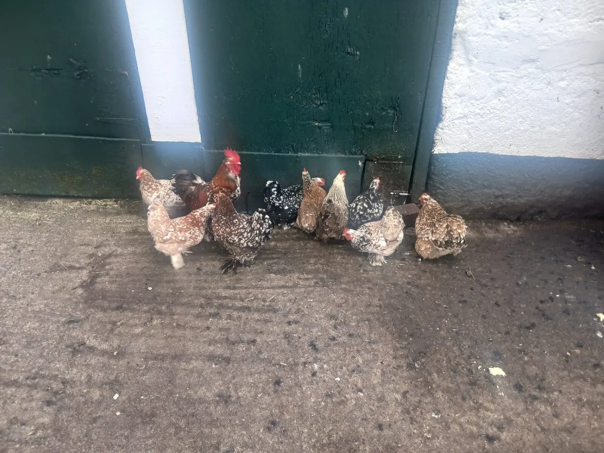 Small Booted Bamten Hens And Cock For Sale In Limerick For €300 On Donedeal