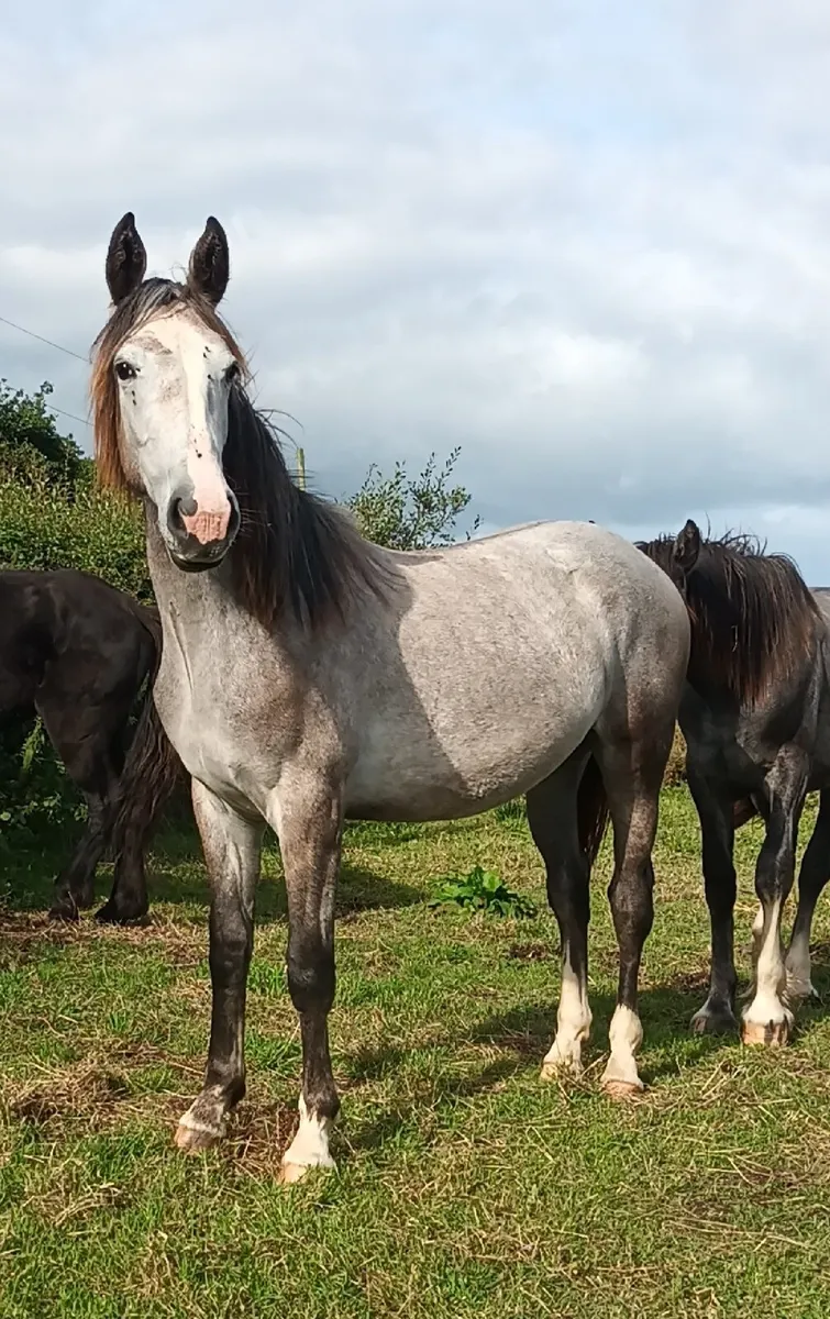 Full draught for sale in Clare for €2,400 on DoneDeal