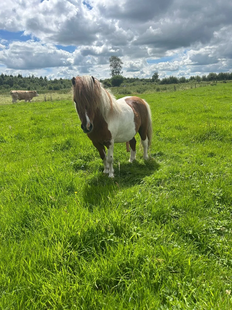 Shetland ponies for sale in Tipperary for €500 on DoneDeal