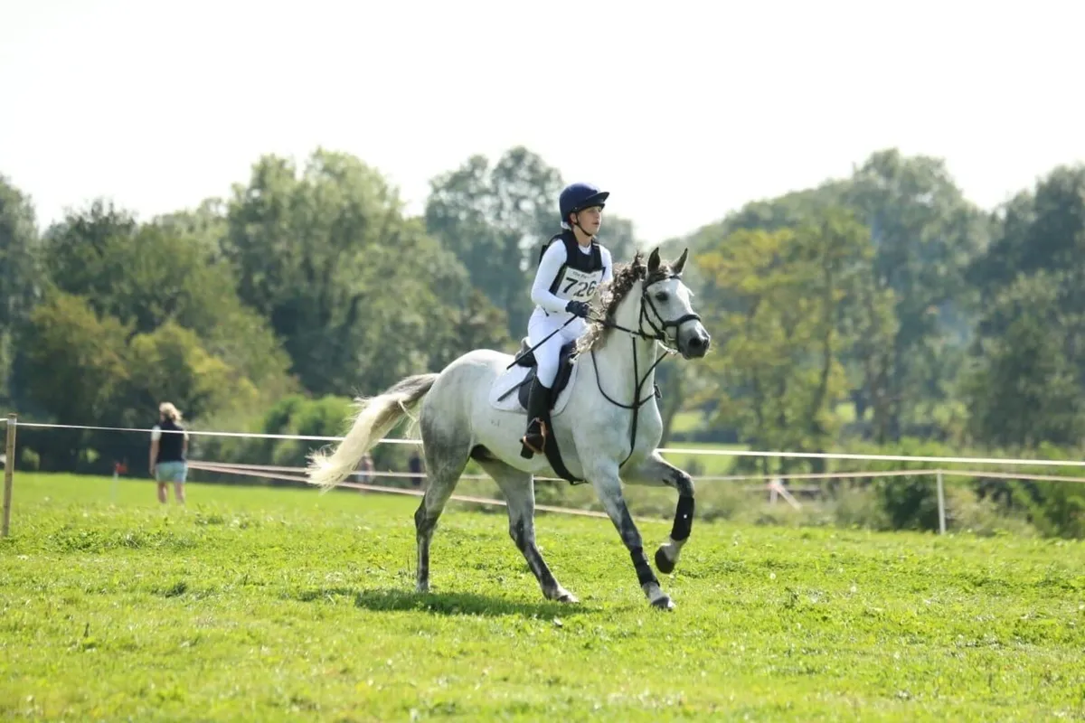 Pretty Connie mare for confident rider for sale in Armagh for €5,000 on ...
