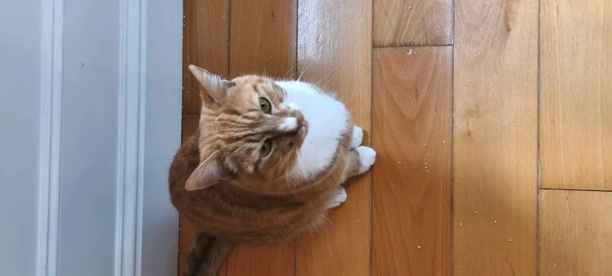 Cuddly Ginger cat for sale in Cork for €50 on DoneDeal