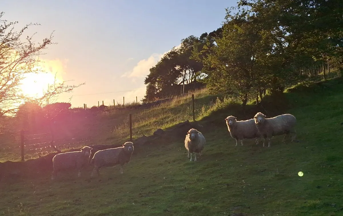 Purebred Aged Dorset Ewes for sale in Donegal for €200 on DoneDeal