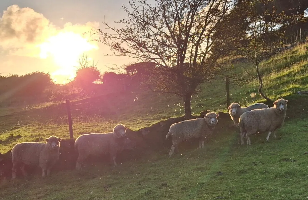 Purebred Aged Dorset Ewes for sale in Donegal for €200 on DoneDeal