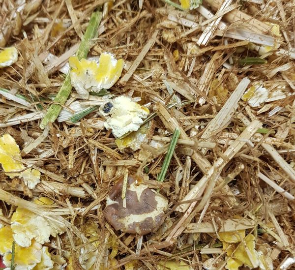 owning a chippie - good idea | 1,169 All Sections Ads For Sale in ...