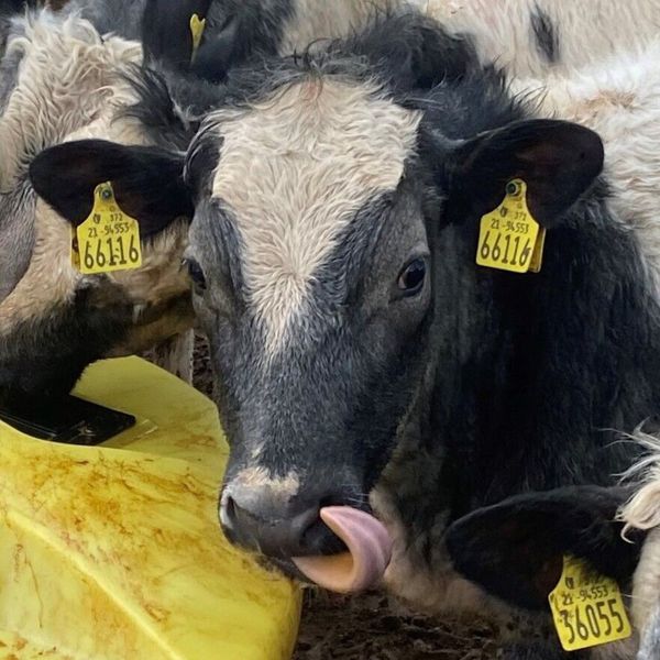 molasses | 8 Farming Ads For Sale in Ireland | DoneDeal