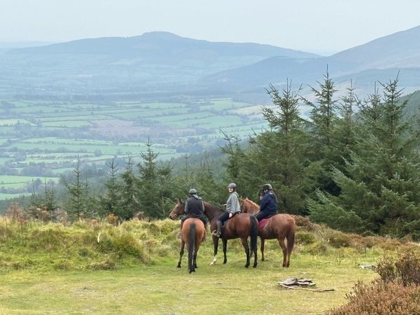 the grass arena | 10 All Sections Ads For Sale in Ireland | DoneDeal