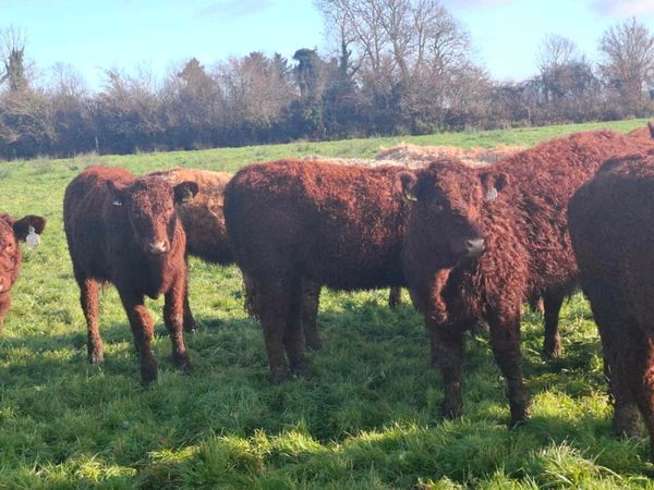 live music contract for sale | 3 Beef Cattle Ads For Sale in Ireland ...