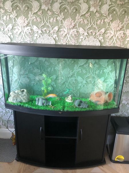 d | 5 Fish Ads For Sale in Ireland | DoneDeal