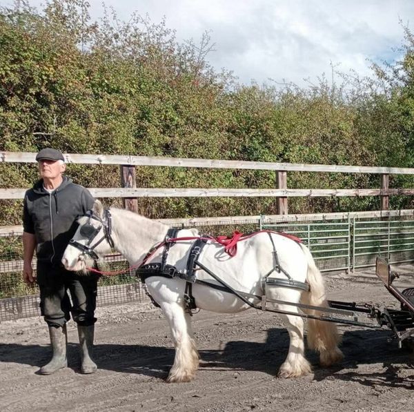 drive\] | 14 Horses Ads For Sale in Ireland | DoneDeal