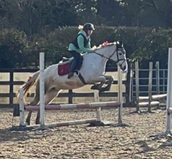 full back role in hurling | 5 Ponies Ads For Sale in Ireland | DoneDeal