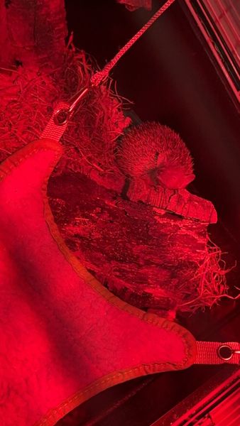 heat lamp baby | 5 All Sections Ads For Sale in Ireland | DoneDeal