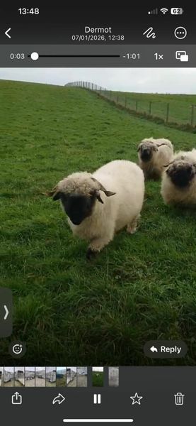 blacknose sheep ram breed | 10 All Sections Ads For Sale in Ireland ...