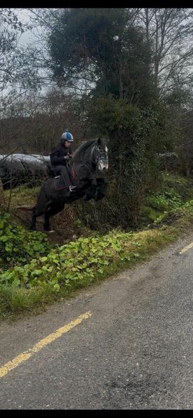 video one | 13 Horses Ads For Sale in Ireland | DoneDeal