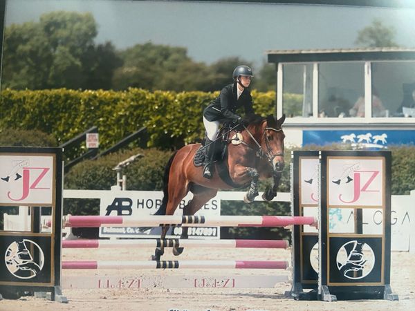 diesel c; | 1 Horses Ad For Sale in Ireland | DoneDeal