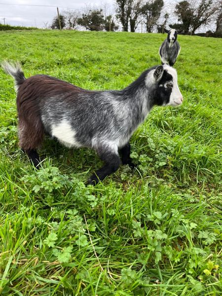 camper-van-last-price-drop Goats Ads For Sale in Ireland | DoneDeal