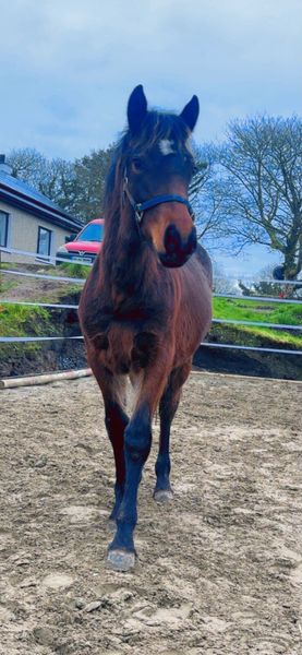 new irish bar in aberdeen | 5 Horses Ads For Sale in Ireland | DoneDeal