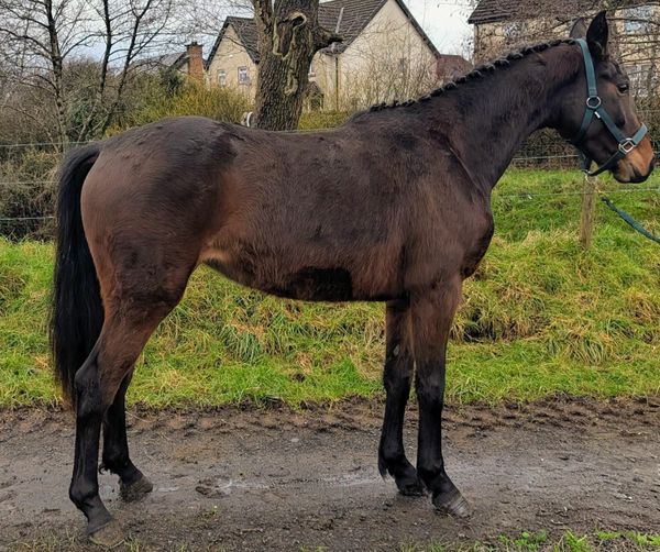 Move the walls over | 3 Horses Ads For Sale in Ireland | DoneDeal