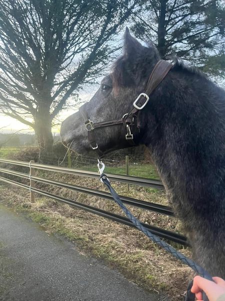 top it companies ireland | 1 Ponies Ad For Sale in Ireland | DoneDeal