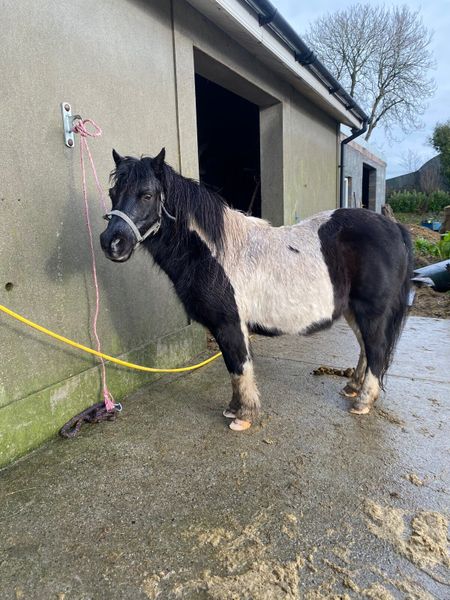 riding | 66 Ponies Ads For Sale in Ireland | DoneDeal